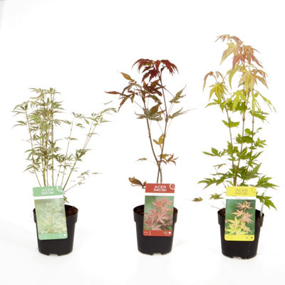 Japanese Maple Acer Trees Shrubs, Pack of 3 Established Plant Varieties ...