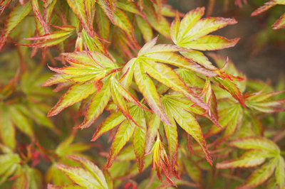 Japanese Maple Little Princess - Acer Plant 25-35cm in Height - Autumn ...