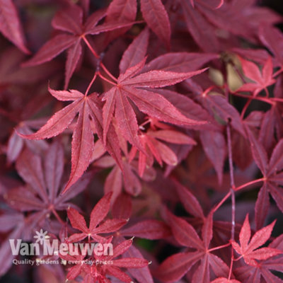 Japanese Maple Tree - Acer Palmatum Duo 7cm Potted Plant x 2 - Colour ...