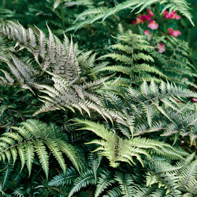 Japanese Painted Fern in 9cm Pot - Athyrium niponicum Metallicum ...