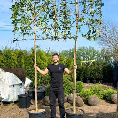 Japanese Privet Pleached Tree with Staking Kit - 180cm Stem and 10cm Girth