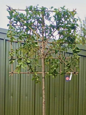 Japanese Privet Pleached Tree with Staking Kit - 180cm Stem and 14cm Girth