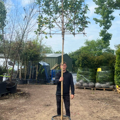Japanese Privet Pleached Tree with Staking Kit - 200cm Stem and 10cm Girth
