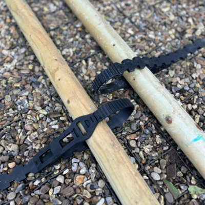 Japanese Privet Pleached Tree with Staking Kit - 200cm Stem and 10cm Girth