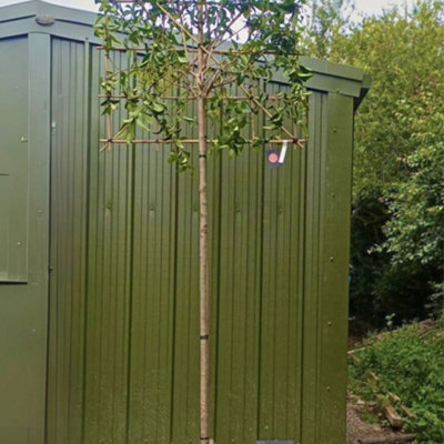 Japanese Privet Pleached Tree with Staking Kit - 200cm Stem and 14cm Girth