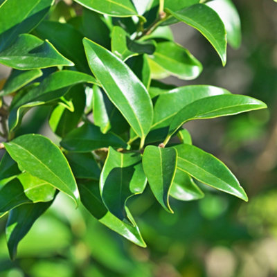 Japanese Privet Pleached Tree with Staking Kit - 200cm Stem and 14cm Girth