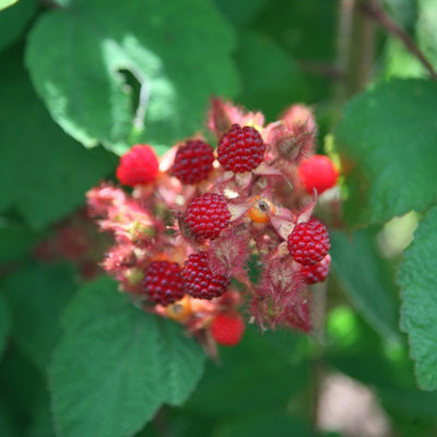 Japanese Wineberry Fruit Bush Rubus Fruiting Shrub Plant 3L Pot