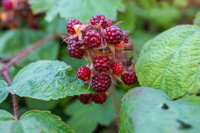 Japanese Wineberry Raspberry (Rubus) Tree - 3Ltr Potted