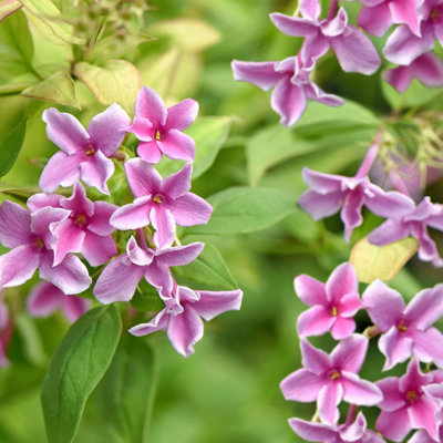 Jasmine X Stephanense Starry Summer Scent - Jasminum Officinale in 9cm Pot