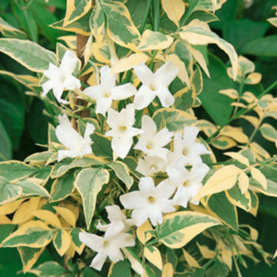 Jasminum officinale Variegatum Variegated Scented White Flowering ...