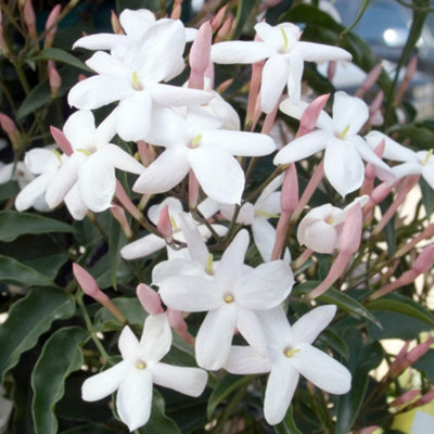 Jasminum polyanthum Garden Climber - Fragrant White Blooms (15-30cm ...