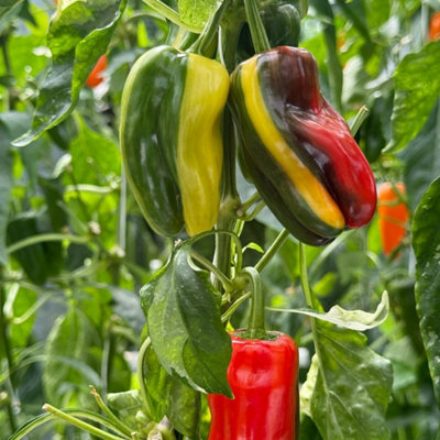 Jester F1 Sweet Pepper Seeds - Red Yellow Green Snack Peppers ...