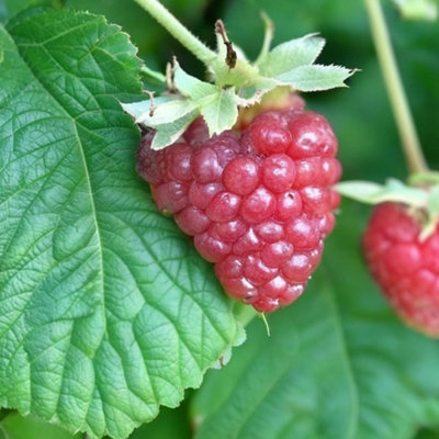 Joan J Raspberry (Rubus) Tree - 7Ltr Potted