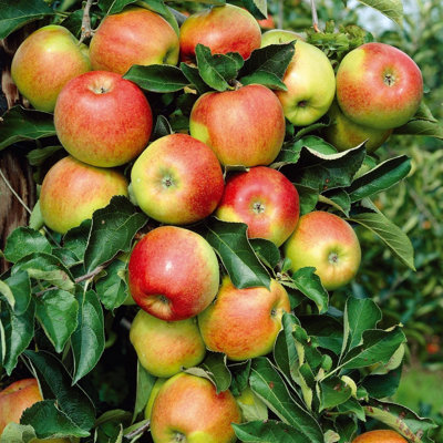 Jonagold Apple Tree - M9 Rootstock RHS Award Winner Crisp Fruit ...