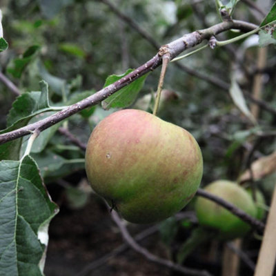 Jonagold Apple Tree - M9 Rootstock RHS Award Winner Crisp Fruit ...