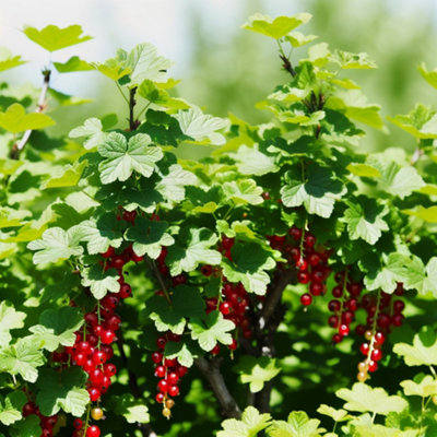 Jonkheer Van Tets Redcurrant (Ribes rubrum) Plant - 7Ltr Potted