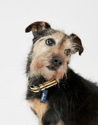 Joules Coastal Dog Collar, Navy and Yellow Stripe, Small | DIY at B&Q