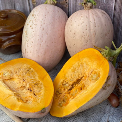 Jumbo Pink Banana Squash Seeds (Winter) - Huge Pink Fruit Sweet Orange ...