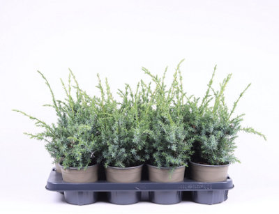 Jun Chin Blue Alps, 13cm Pot Size, 30cm Tall, Jasminum Boog Ceramic ...