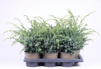 Jun Chin Blue Alps, 17cm Pot Size, 50cm Tall, Juniper, Indoor Houseplant