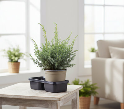 Jun Chin Blue Alps Pot size 15 Cm Height 40 juniper Indoor Houseplant