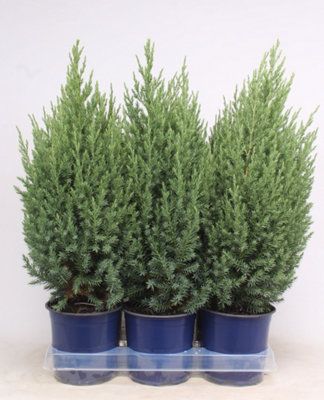 Jun Chin Stricta, 15cm Pot Size, 65cm Tall, Juniper, Indoor Houseplant