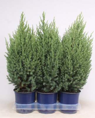 Jun Chin Stricta, 15cm Pot Size, 65cm Tall, Juniper, Indoor Houseplant