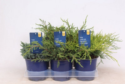 Jun Mixed, 15cm Pot Size, 25cm Tall, Juniper, Indoor Houseplant