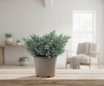 Jun Sq Blue Star Pot size 17 Cm Height 25 juniper Indoor Houseplant