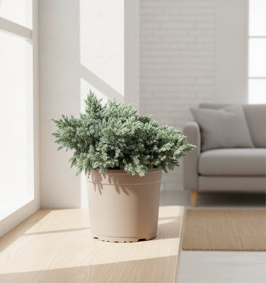 Jun Sq Blue Star Pot size 23 Cm Height 30 juniper Indoor Houseplant