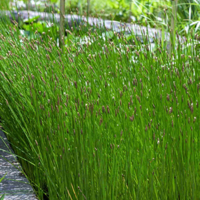 Juncus effusus - Common rush marginal or bog garden plant in a 9cm pot