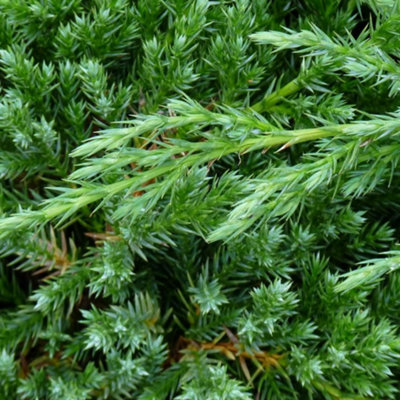 Juniperus Blue Alps Garden Plant - Blue-Green Foliage, Compact Size (20 ...