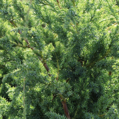 Juniperus Blue Alps Garden Plant - Blue-Green Foliage, Compact Size (20 ...
