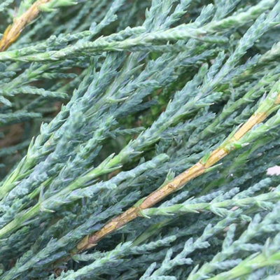 Juniperus Blue Arrow - Upright Columnar Evergreen Shrub (15-30cm Height ...