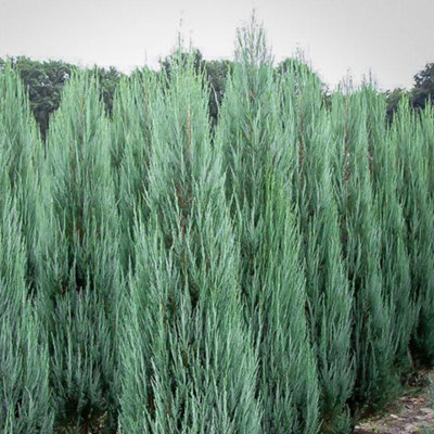Juniperus Blue Arrow - Upright Columnar Evergreen Shrub (15-30cm Height ...