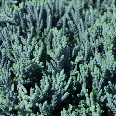 Juniperus Blue Chip - Blue-Green Foliage, Upright Columnar Evergreen ...