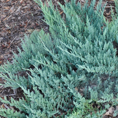 Juniperus Blue Chip - Blue-Green Foliage, Upright Columnar Evergreen ...