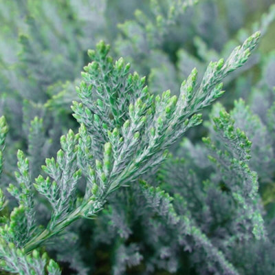 Juniperus Blue Chip - Blue-Green Foliage, Upright Columnar Evergreen ...