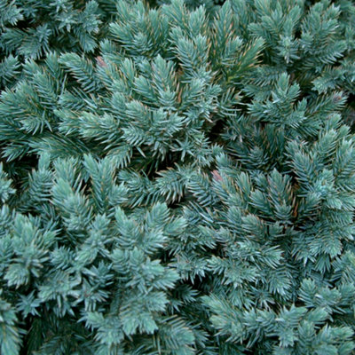 Juniperus Blue Star Garden Plant - Blue-Green Foliage, Compact Size (10 ...
