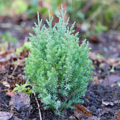 Juniperus Chinensis Pyramidalis Chinese Juniper 1 Litre Pot Conifer Bush