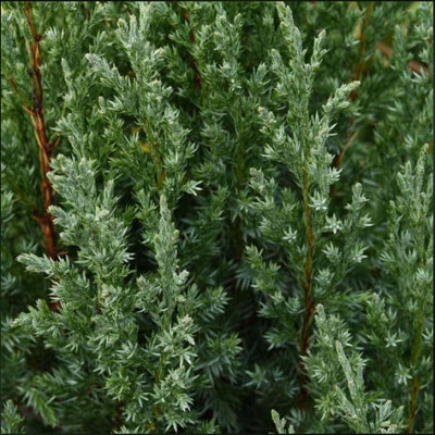 Juniperus Chinensis Stricta 3 Litre Potted Plant x 1