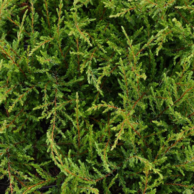 Juniperus communis Repanda 1 Litre Potted Plant x 1