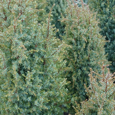 Juniperus Compressa - Compact Columnar Evergreen Shrub (15-30cm Height ...