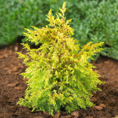 Juniperus Gold Cone - Compact Evergreen Shrub with Gold Foliage (15 ...