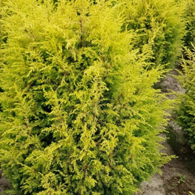 Juniperus Gold Cone - Compact Evergreen Shrub with Gold Foliage (15 ...