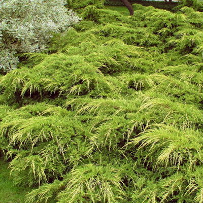 Juniperus Pfitzeriana Aurea - Golden Foliage, Compact Evergreen Shrub ...