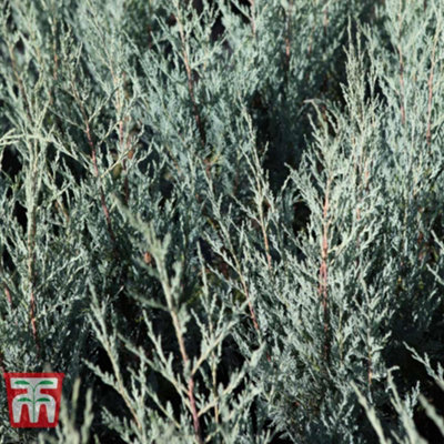 Juniperus scopulorum Moonglow 9cm Potted Plant x 1