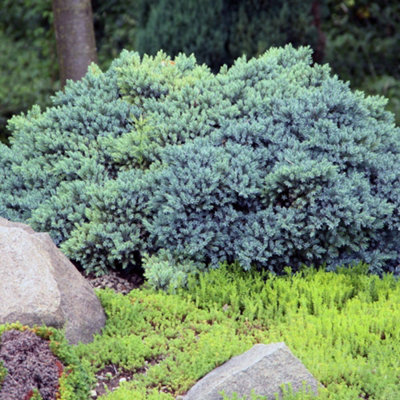 Juniperus Squamata Blue Compact 3 Litre Potted Plant x 1