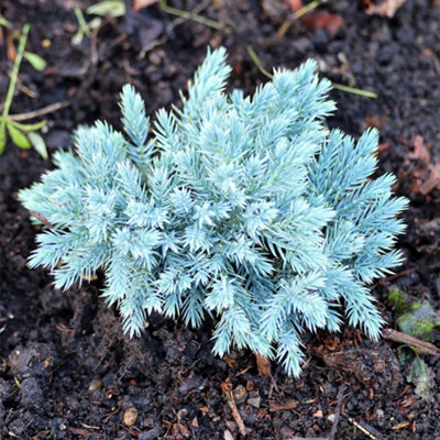 Juniperus Squamata Blue Star Flaky Juniper 1 Litre Pot Conifer Bush