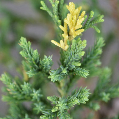 Juniperus Stricta Garden Plant - Columnar Evergreen, Compact Size (20 ...